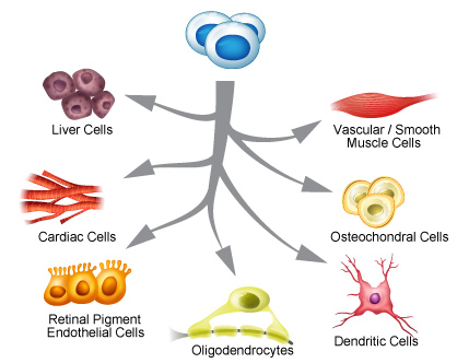 Company - Lineage Cell Therapeutics
